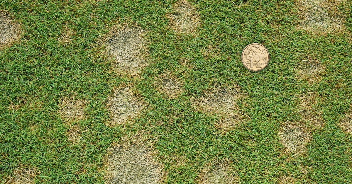 Subtropical Lawn Diseases - Coochie - Coochie