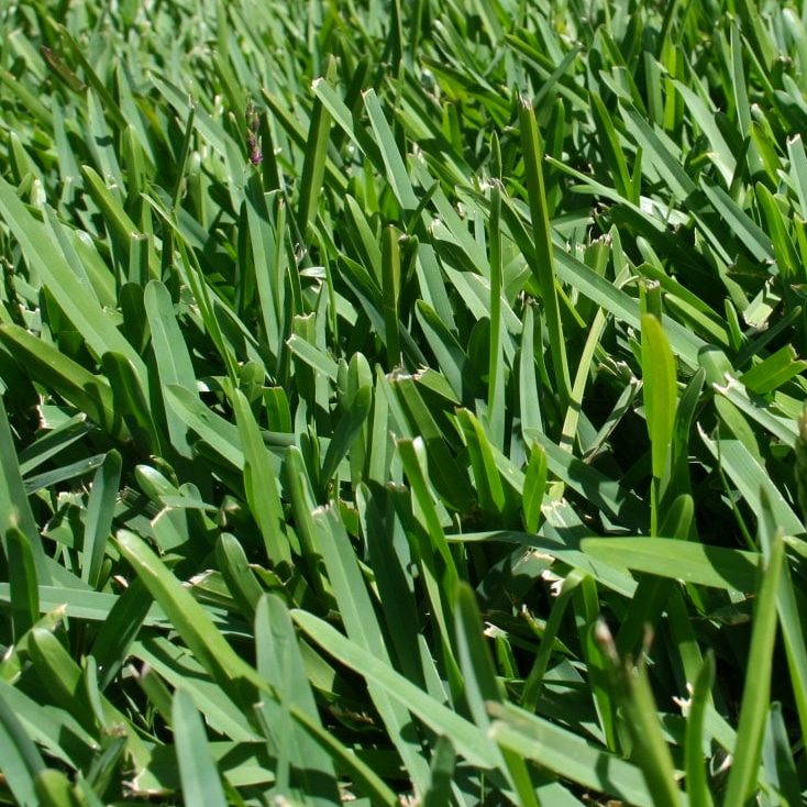 Buffalo Grass Guide: Best Types and Care Tips for Your Lawn