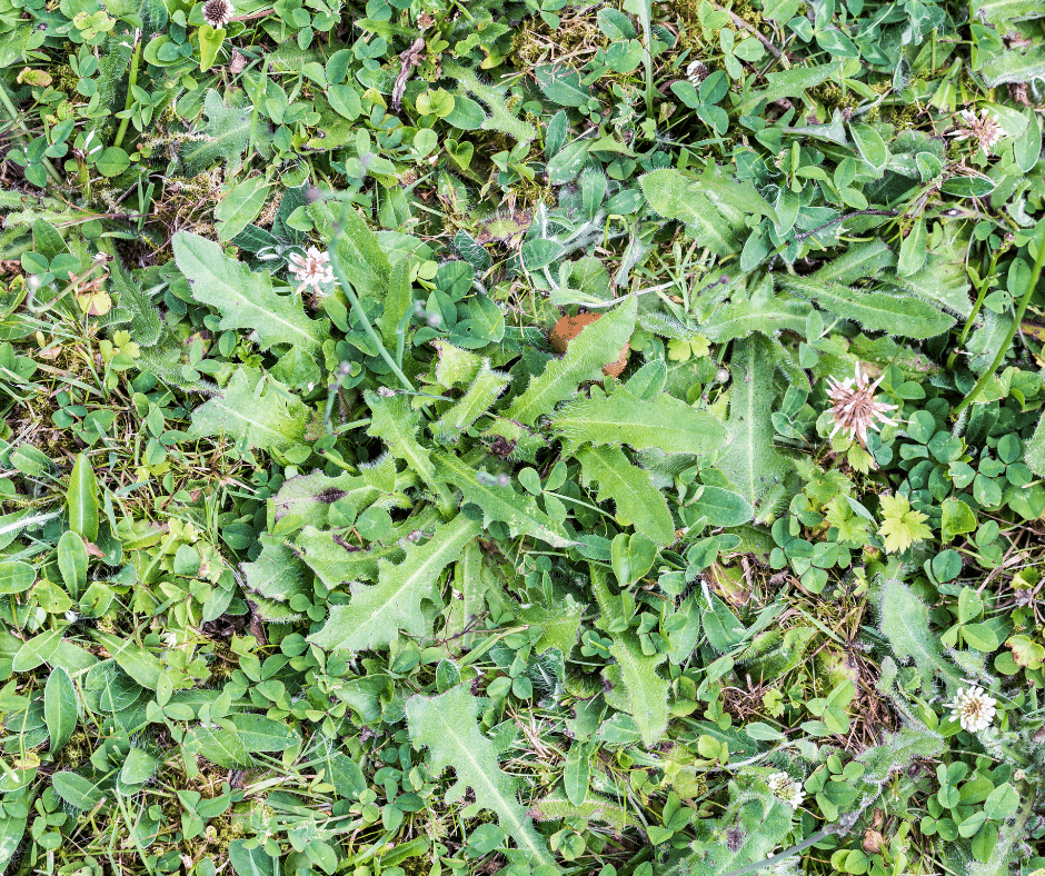 How Wet Weather Affects Your Lawn - Coochie - Coochie